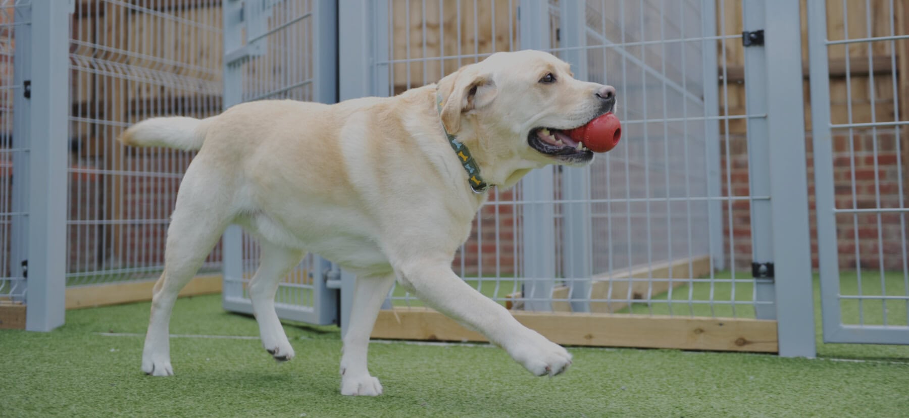 SignVideo service for deaf clients - Lumbry Park Veterinary Specialists