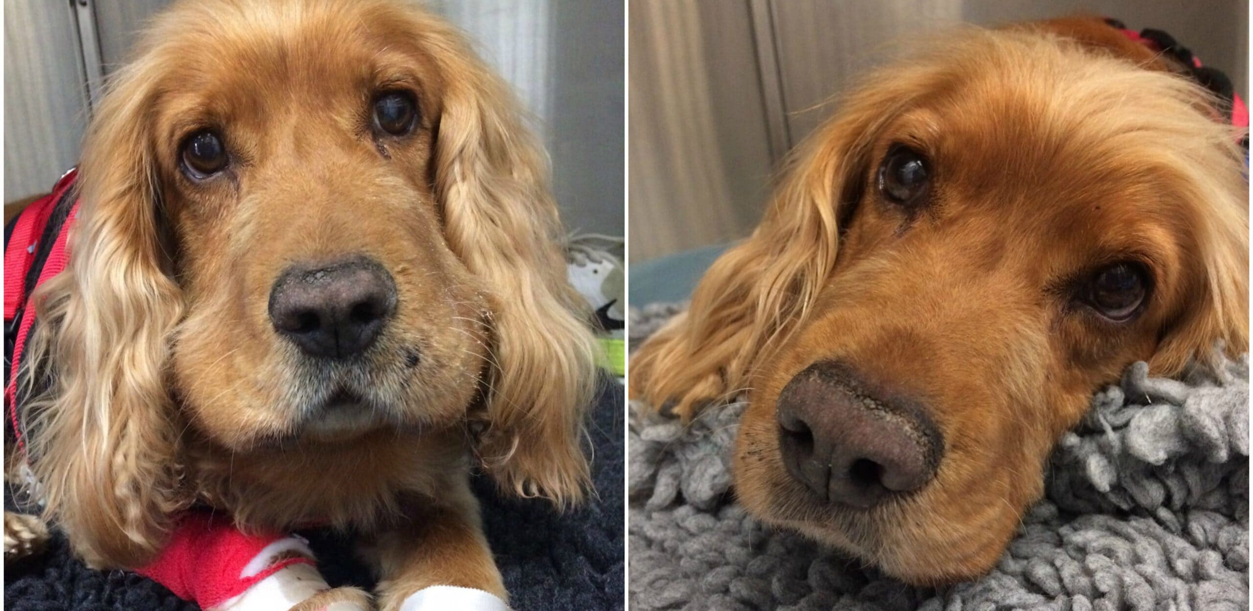 Ruby's snake bite story - Lumbry Park Veterinary Specialists