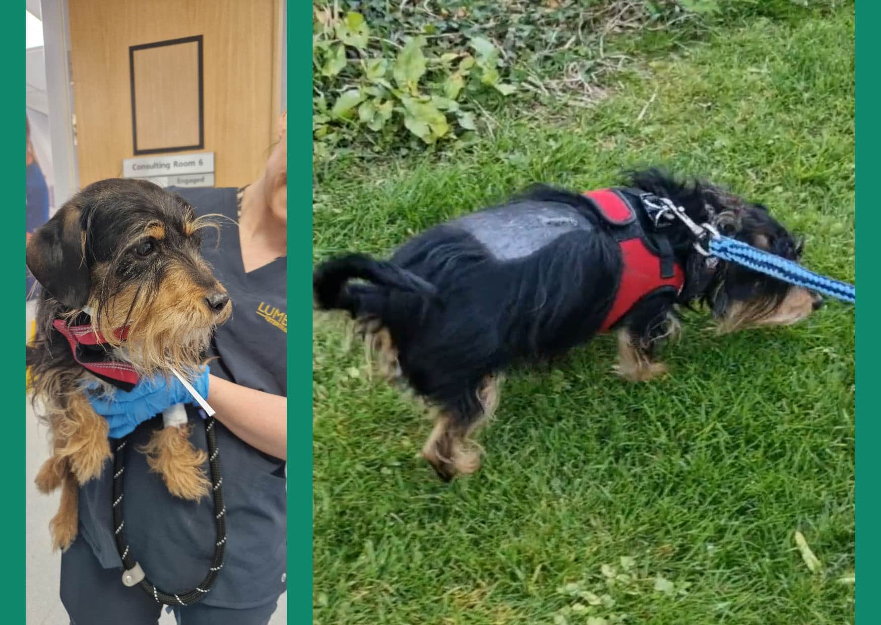 Overcoming Spinal Issues - Coco's Brave Journey. - Lumbry Park ...