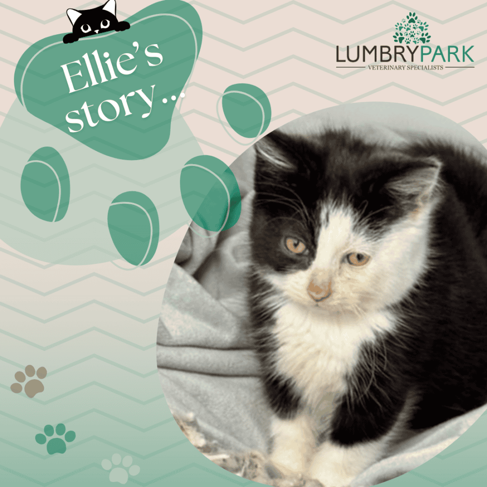 Veterinary Referral Centre | Lumbry Park Veterinary Specialists